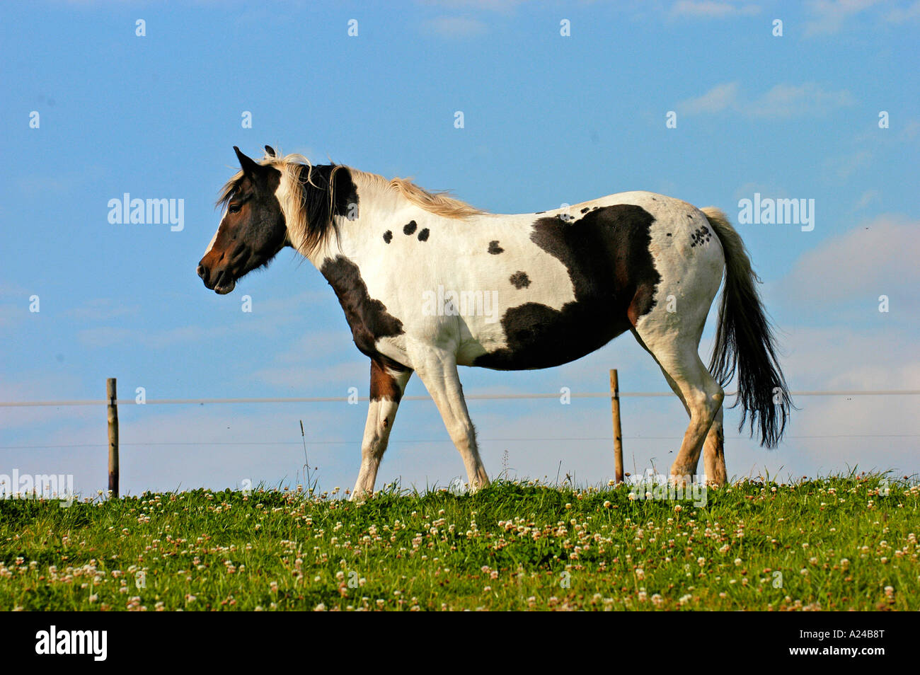 Caballo pinto hi-res stock photography and images - Alamy