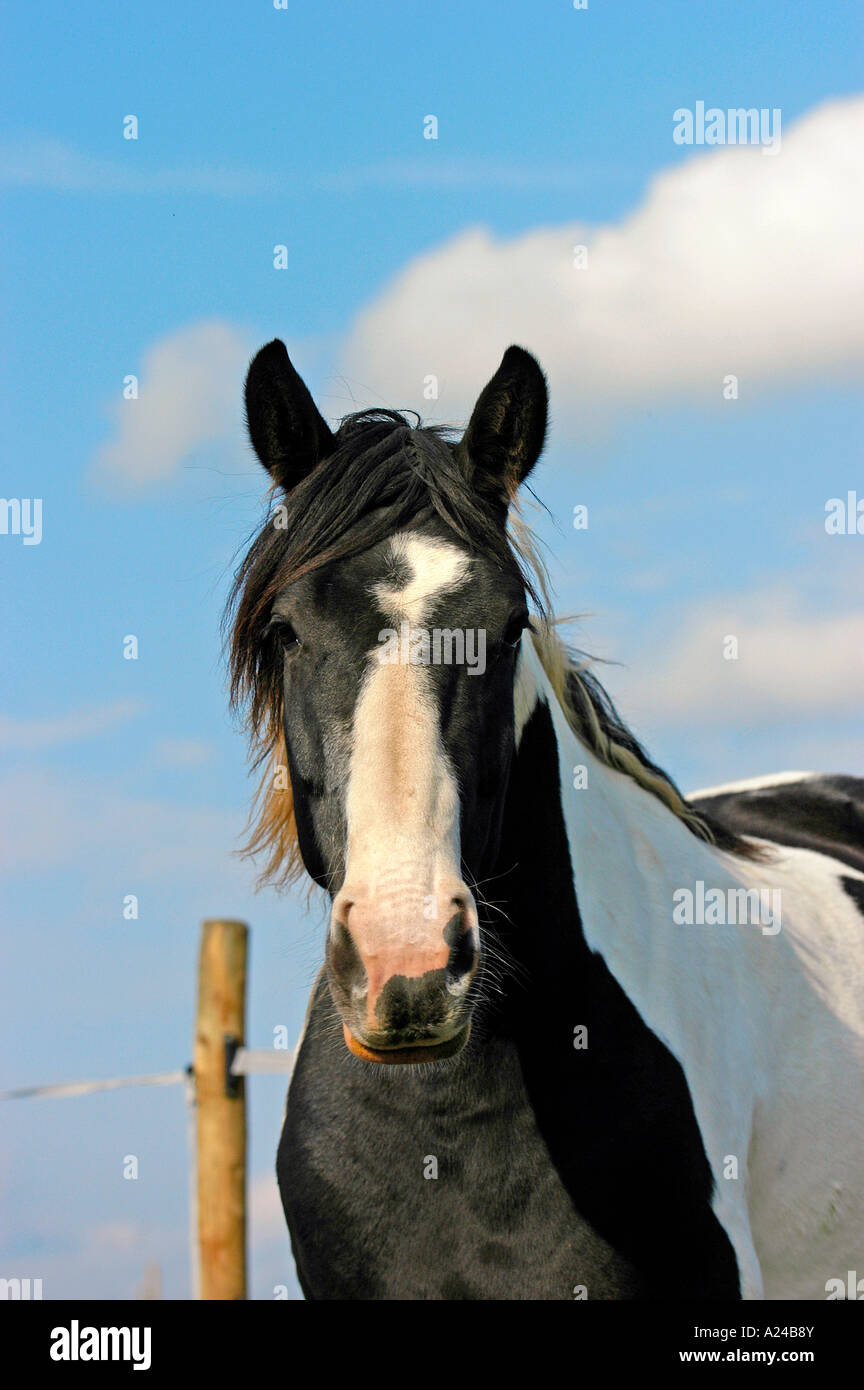 Caballo pinto hi-res stock photography and images - Alamy