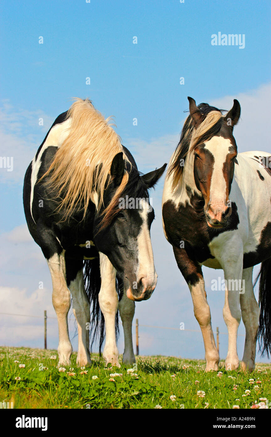 Caballo pinto hi-res stock photography and images - Alamy
