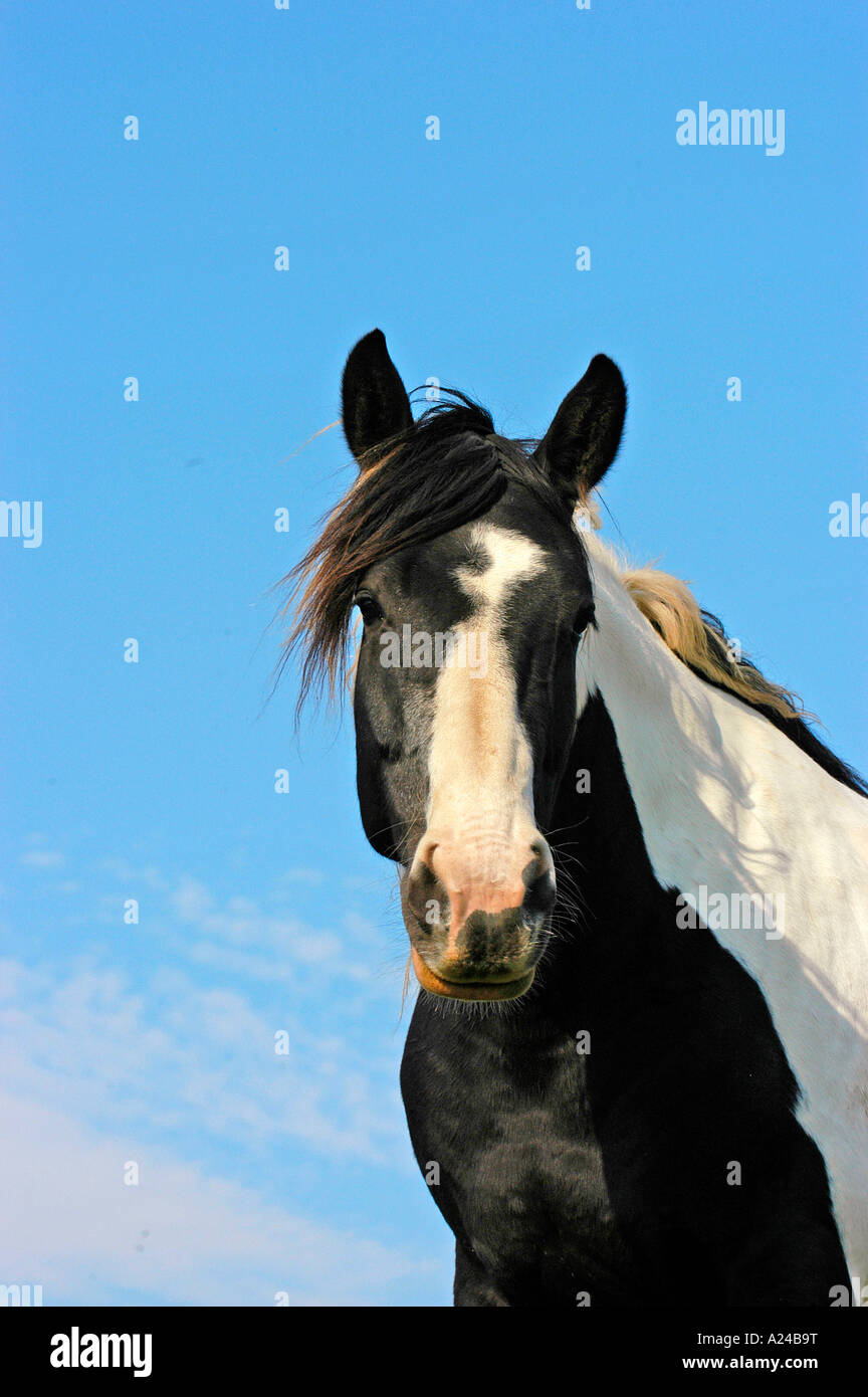 Caballo pinto hi-res stock photography and images - Alamy