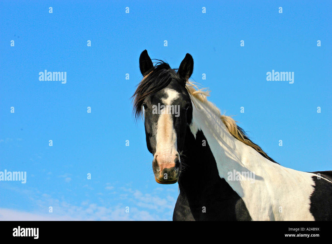 Caballo pinto hi-res stock photography and images - Alamy