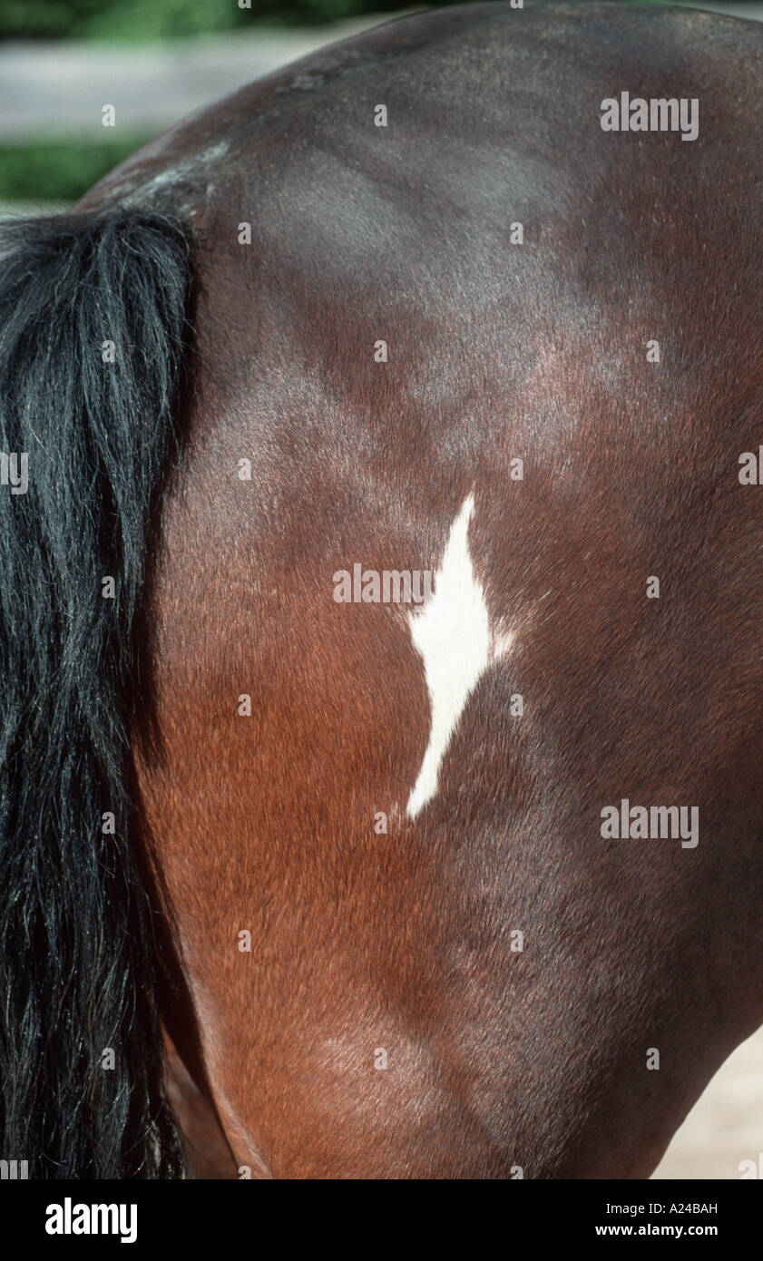 Pinto coat pattern hi-res stock photography and images - Alamy