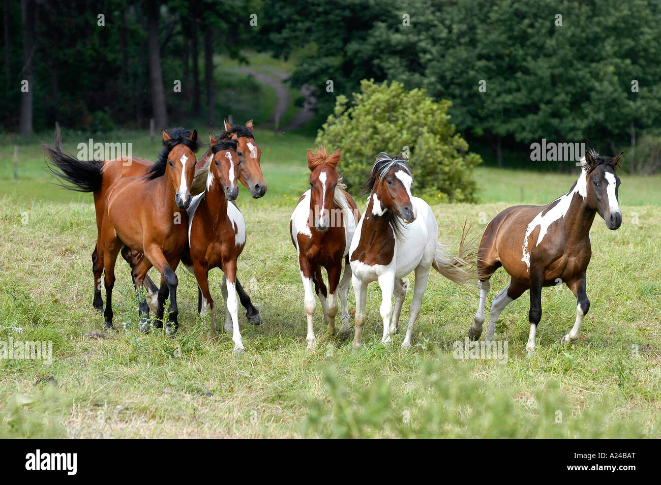 Cavallo pinto hi-res stock photography and images - Alamy