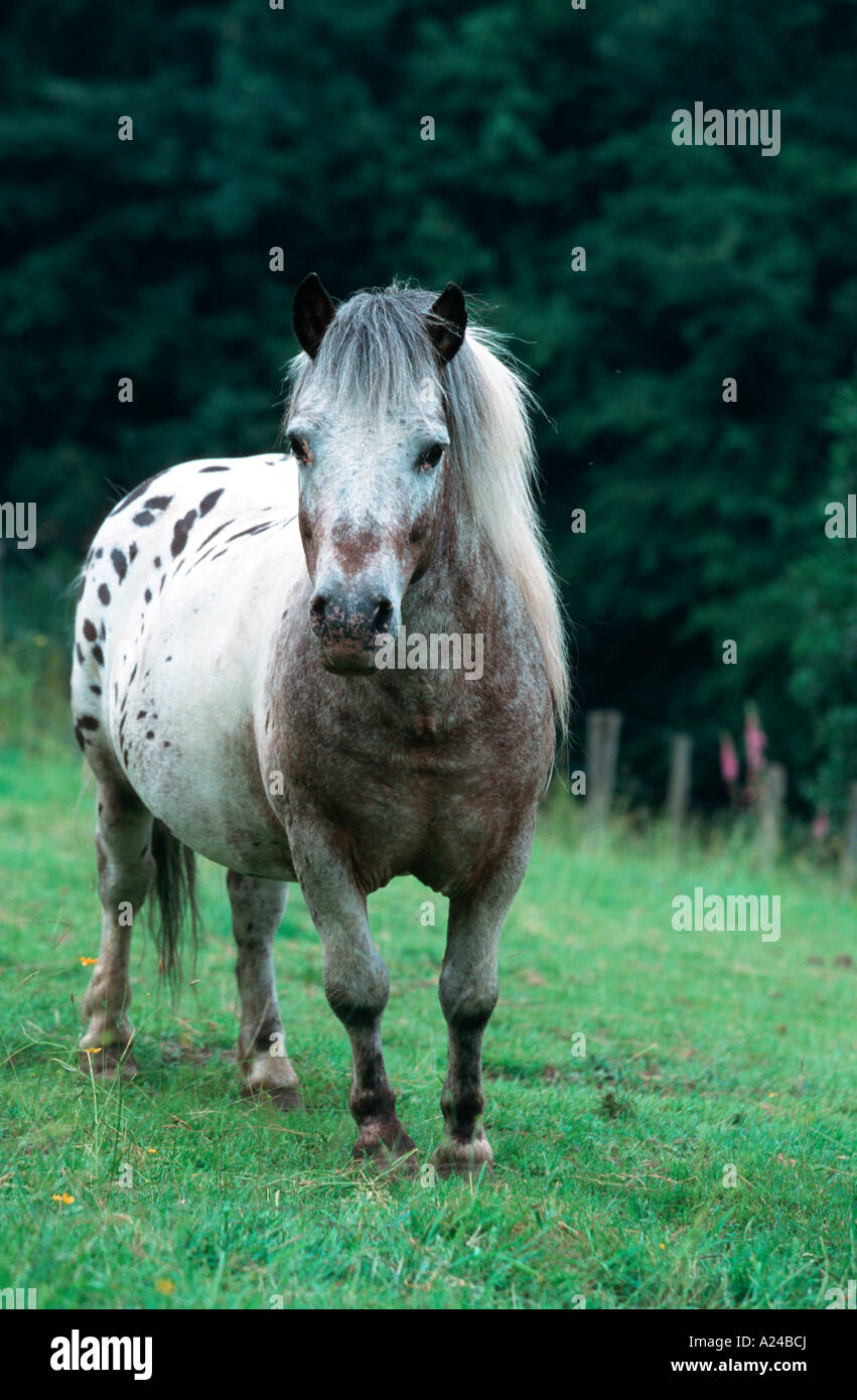 Mixed Breed Pony Horse Mischlingspony Stock Photo - Alamy