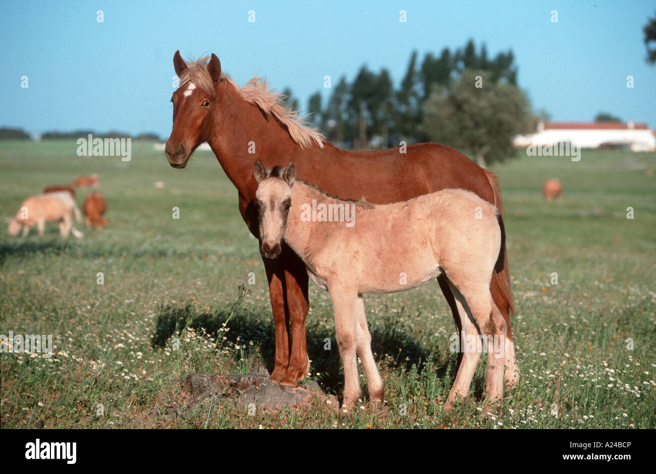 Mixed Breed Pony Horse Mischlingspony Stock Photo - Alamy
