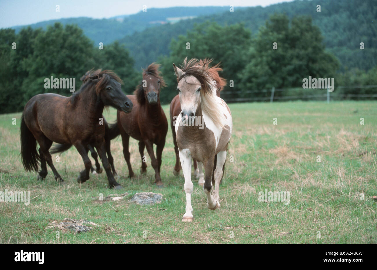 Mixed Breed Pony Horse Mischlingspony Stock Photo - Alamy