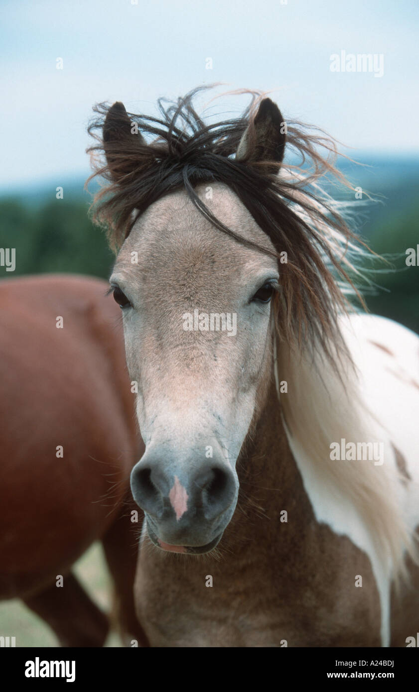 Mixed Breed Pony Horse Mischlingspony Stock Photo - Alamy