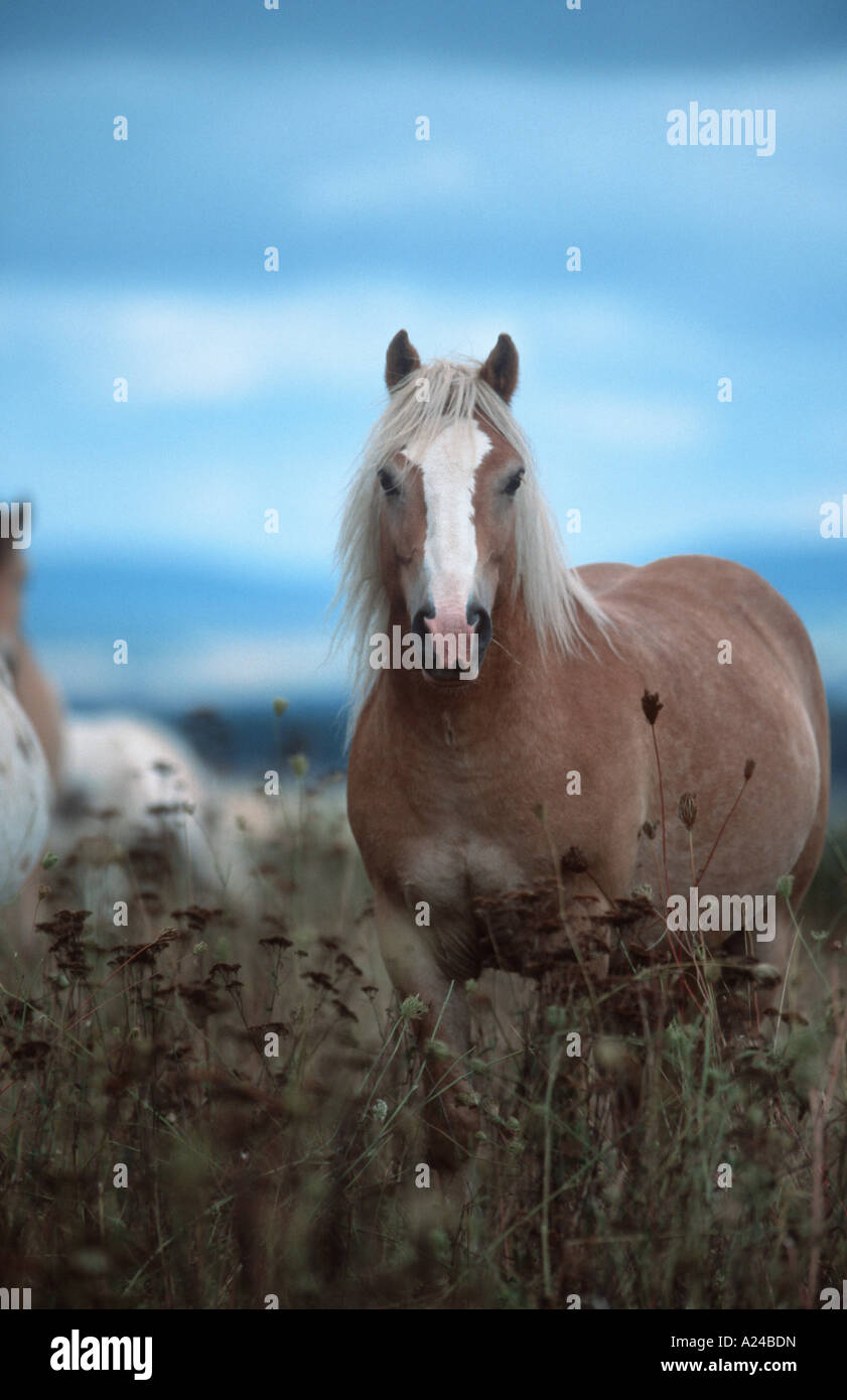 Mixed Breed Pony Horse Mischlingspony Stock Photo - Alamy