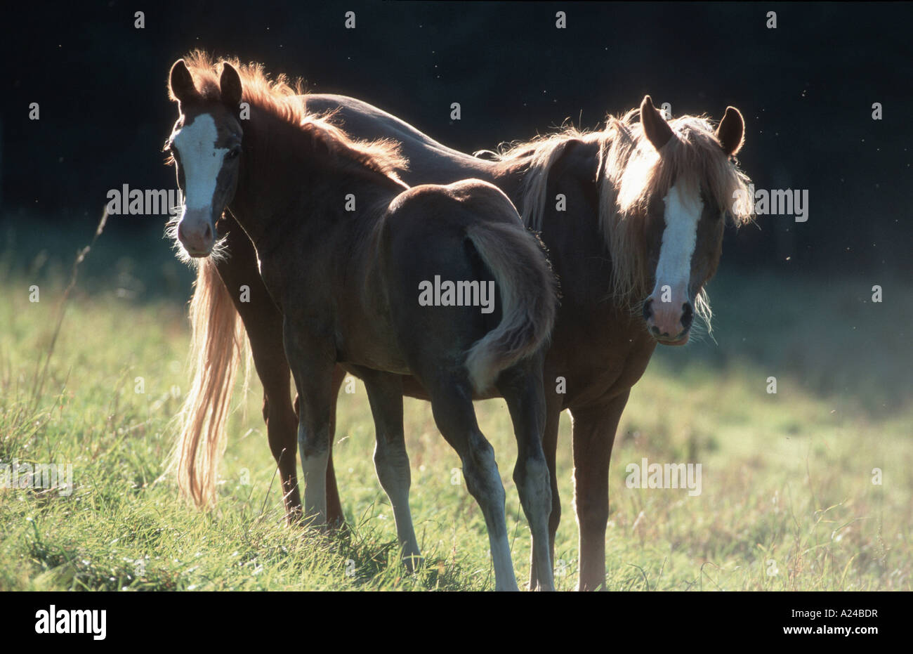 Mixed Breed Pony Horse Mischlingspony Stock Photo - Alamy