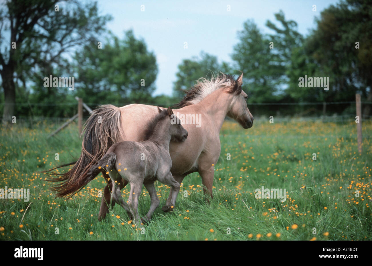 Mixed Breed Pony Horse Mischlingspony Stock Photo - Alamy