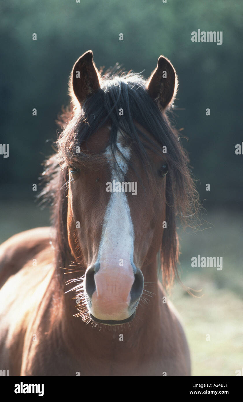 Mixed Breed Pony Horse Mischlingspony Stock Photo - Alamy