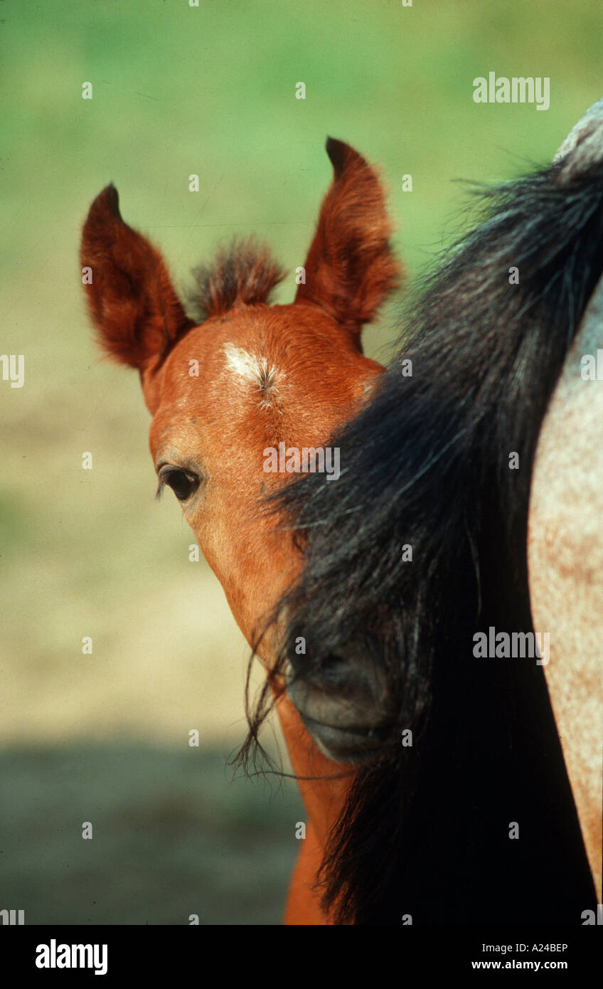 Mixed Breed Pony Horse Mischlingspony Stock Photo - Alamy