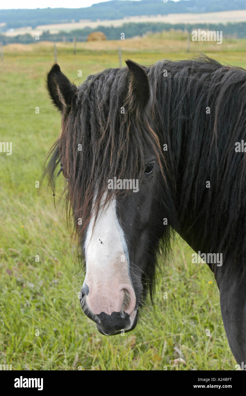 Mixed Breed Pony Horse Mischlingspony Stock Photo - Alamy