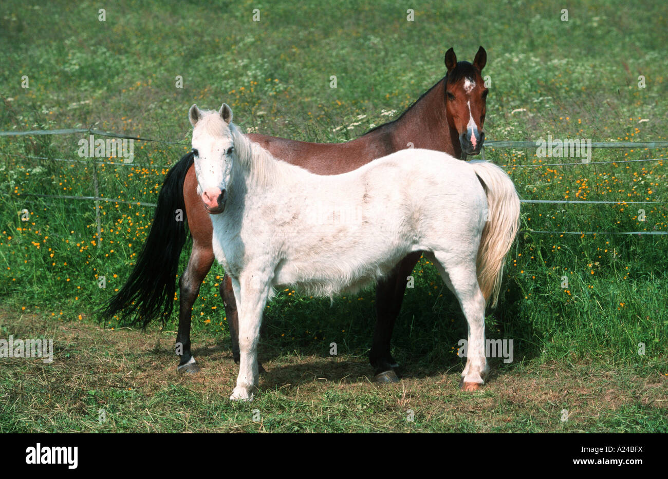 Mixed Breed Pony Horse Mischlingspony Stock Photo - Alamy