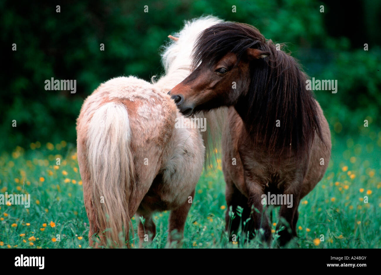 Mixed Breed Pony Horse Mischlingspony Stock Photo - Alamy