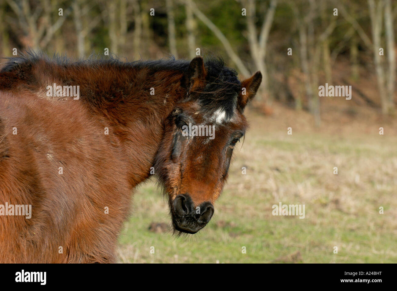 Mixed Breed Pony Horse Mischlingspony Stock Photo - Alamy