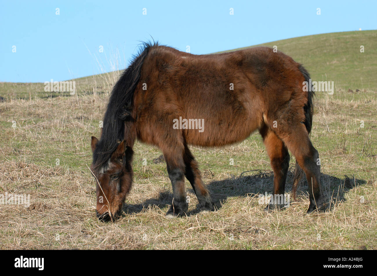 Mixed Breed Pony Horse Mischlingspony Stock Photo - Alamy
