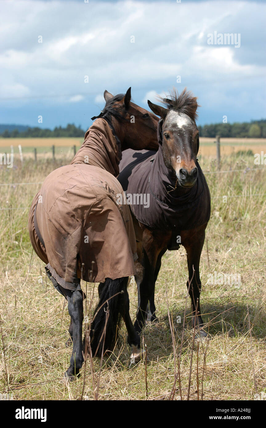Mixed Breed Pony Horse Mischlingspony Stock Photo - Alamy