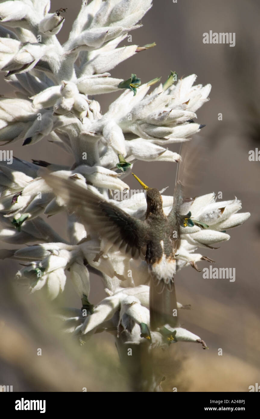 A Giant Hummingbird - (Patagonia Gigas) the largest in the world ...