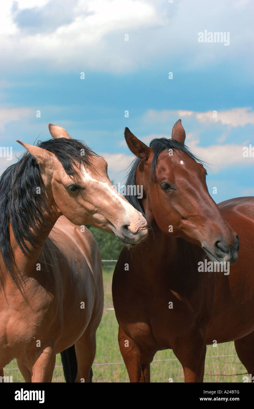 American Saddlebred and Trotter Traber Stock Photo - Alamy