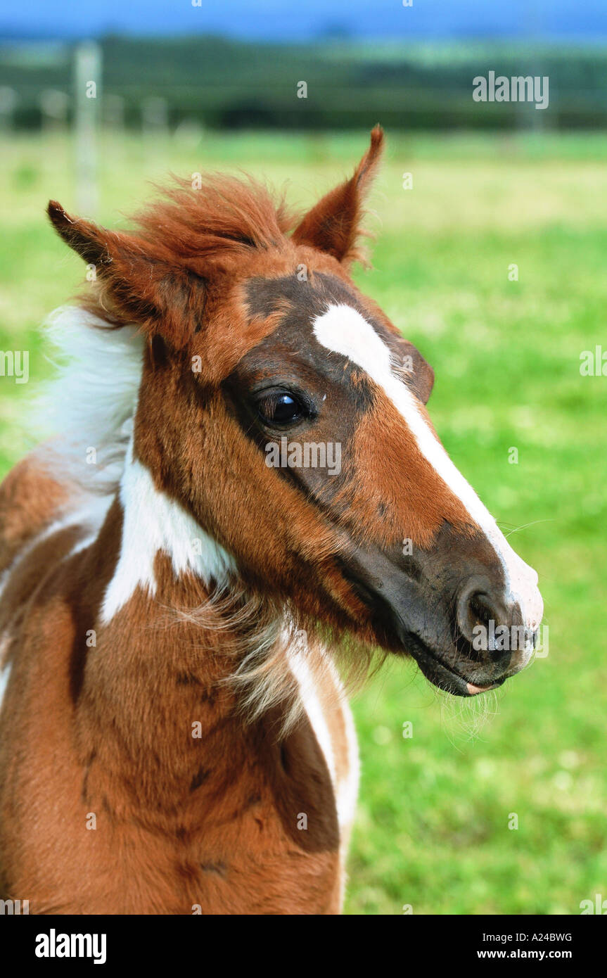 Schecke Skewbald Horse Stock Photo - Alamy