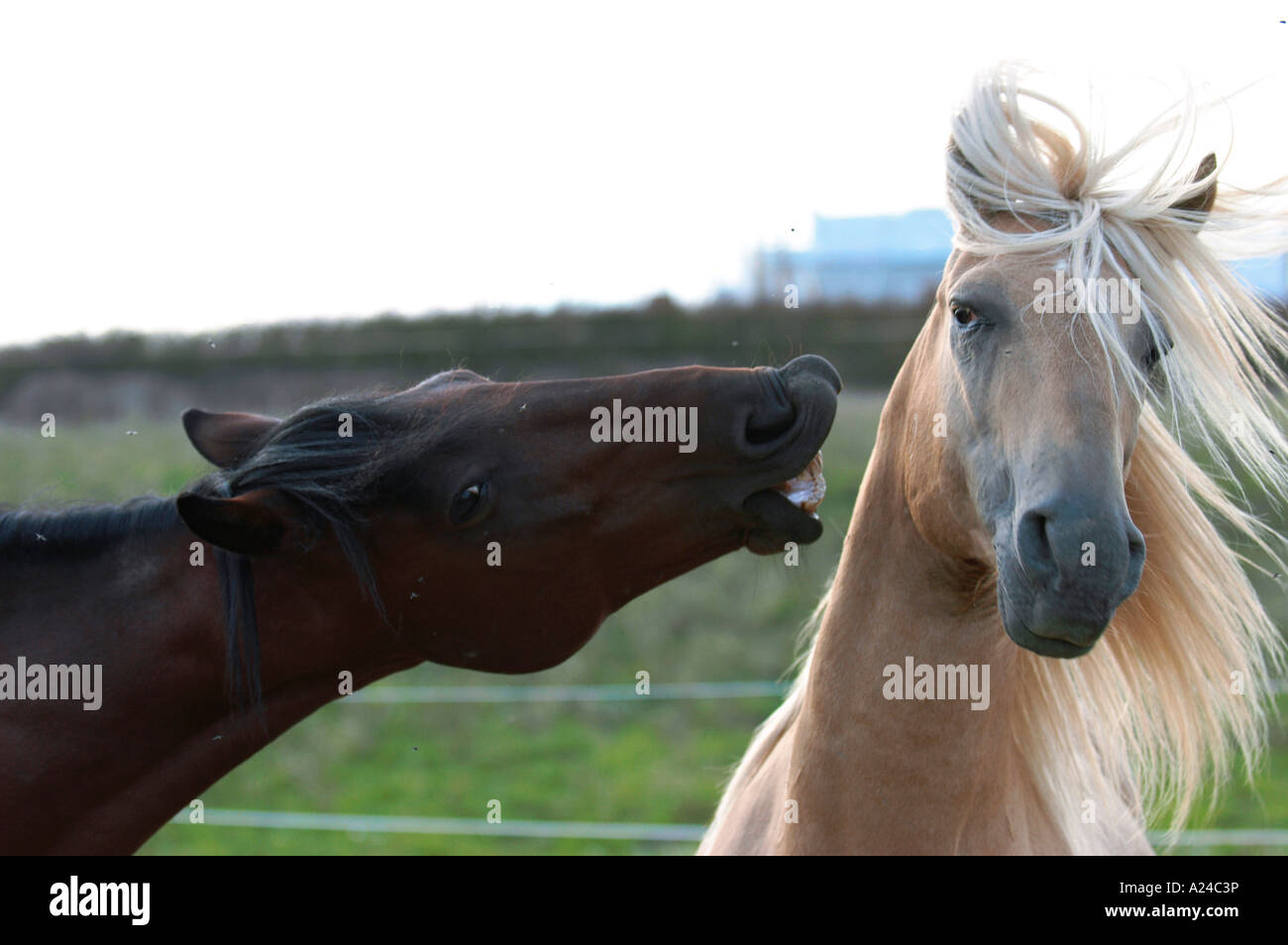 Traber Trotter und Paso Peruaner Stock Photo - Alamy