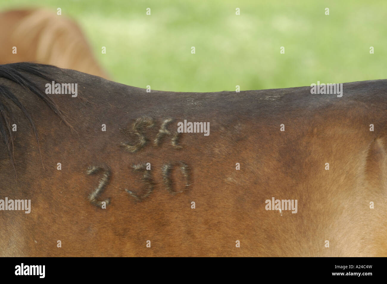 Ungarische Nonius Pferde Hungarian Nonius Horse Stock Photo - Alamy