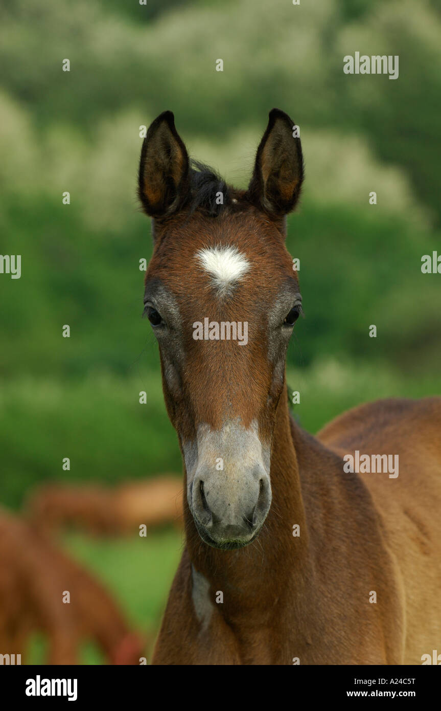Ungarische Nonius Pferde Hungarian Nonius Horse Stock Photo - Alamy