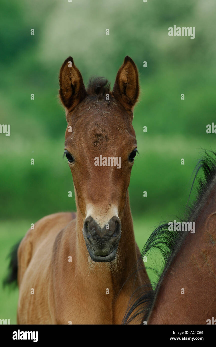 Nonius Horse Stock Photos & Nonius Horse Stock Images - Alamy