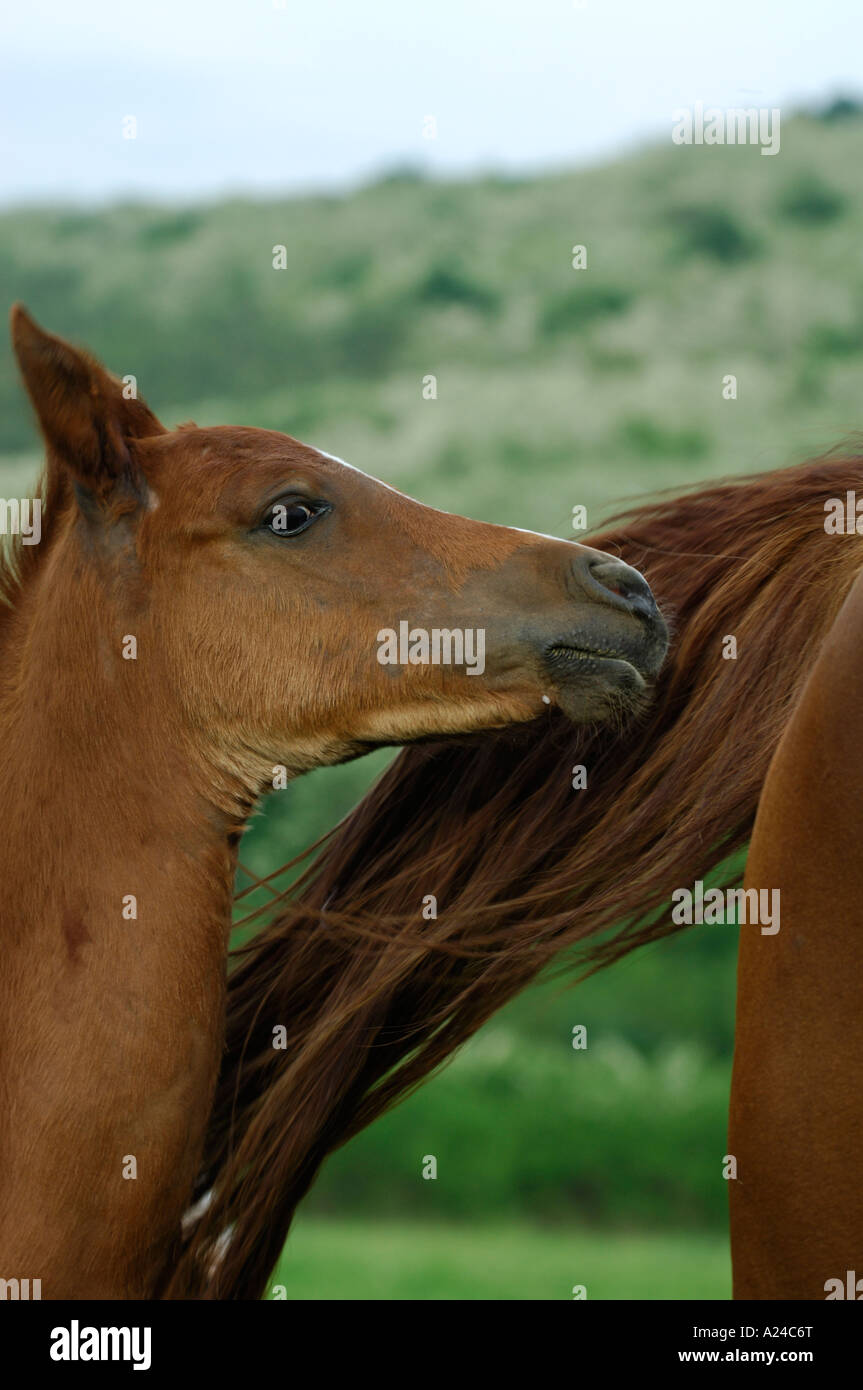 Ungarische Nonius Pferde Hungarian Nonius Horse Stock Photo - Alamy