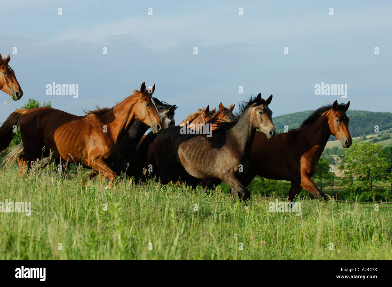 Ungarische Nonius Pferde Hungarian Nonius Horse Stock Photo - Alamy