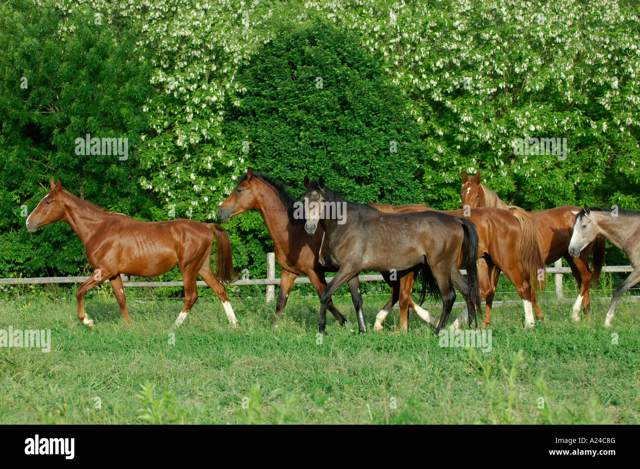 Nonius Horse Stock Photos & Nonius Horse Stock Images - Alamy