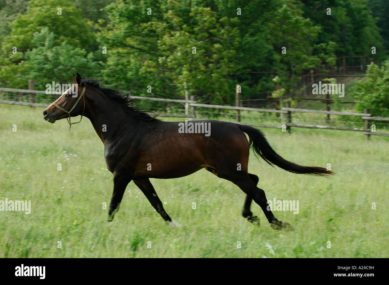 Nonius Horse Stock Photos & Nonius Horse Stock Images - Alamy