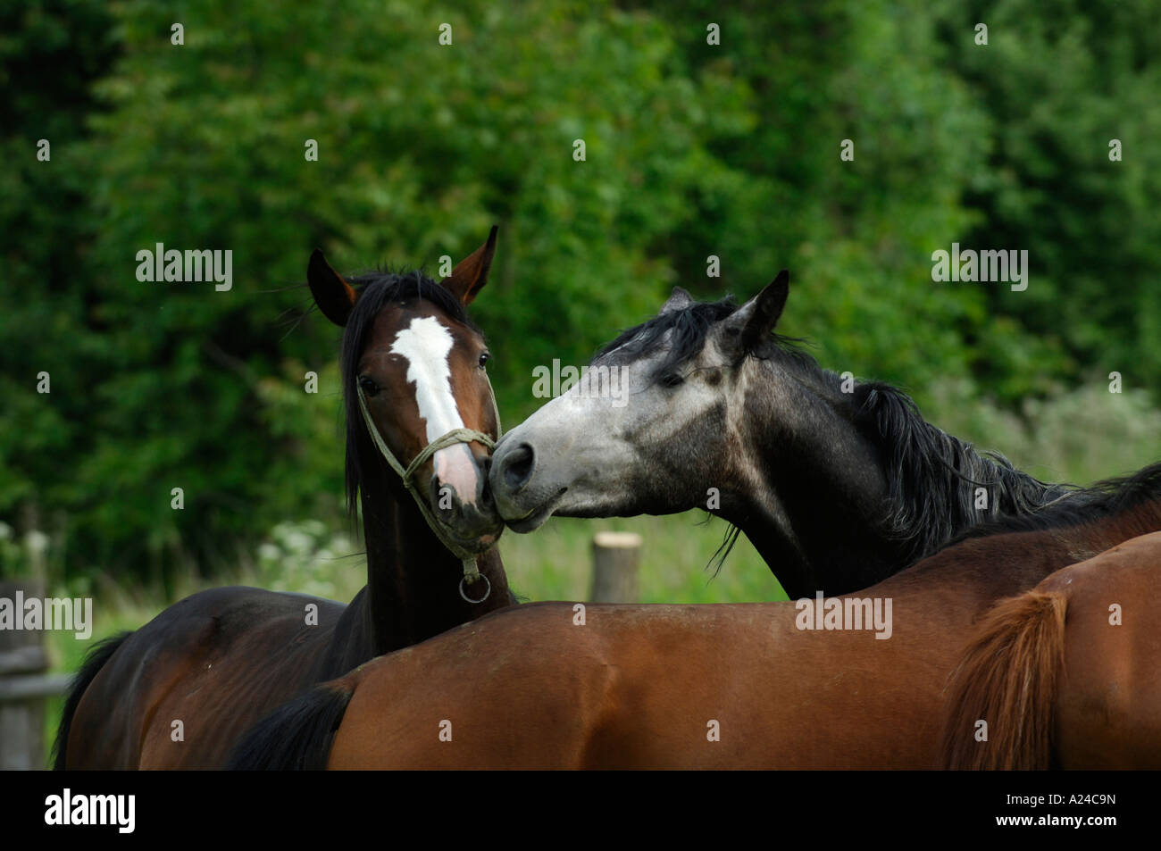 Nonius Horse Stock Photos & Nonius Horse Stock Images - Alamy