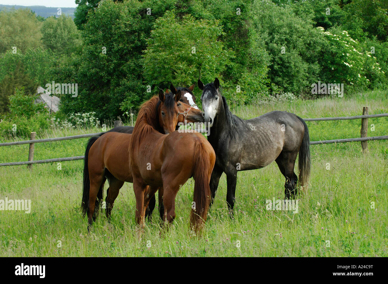 Ungarische Nonius Pferde Hungarian Nonius Horse Stock Photo - Alamy