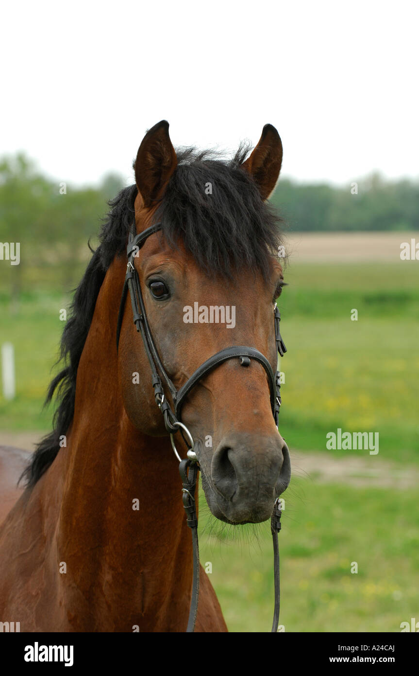 Ungarische Nonius Pferde Hungarian Nonius Horse Stock Photo - Alamy