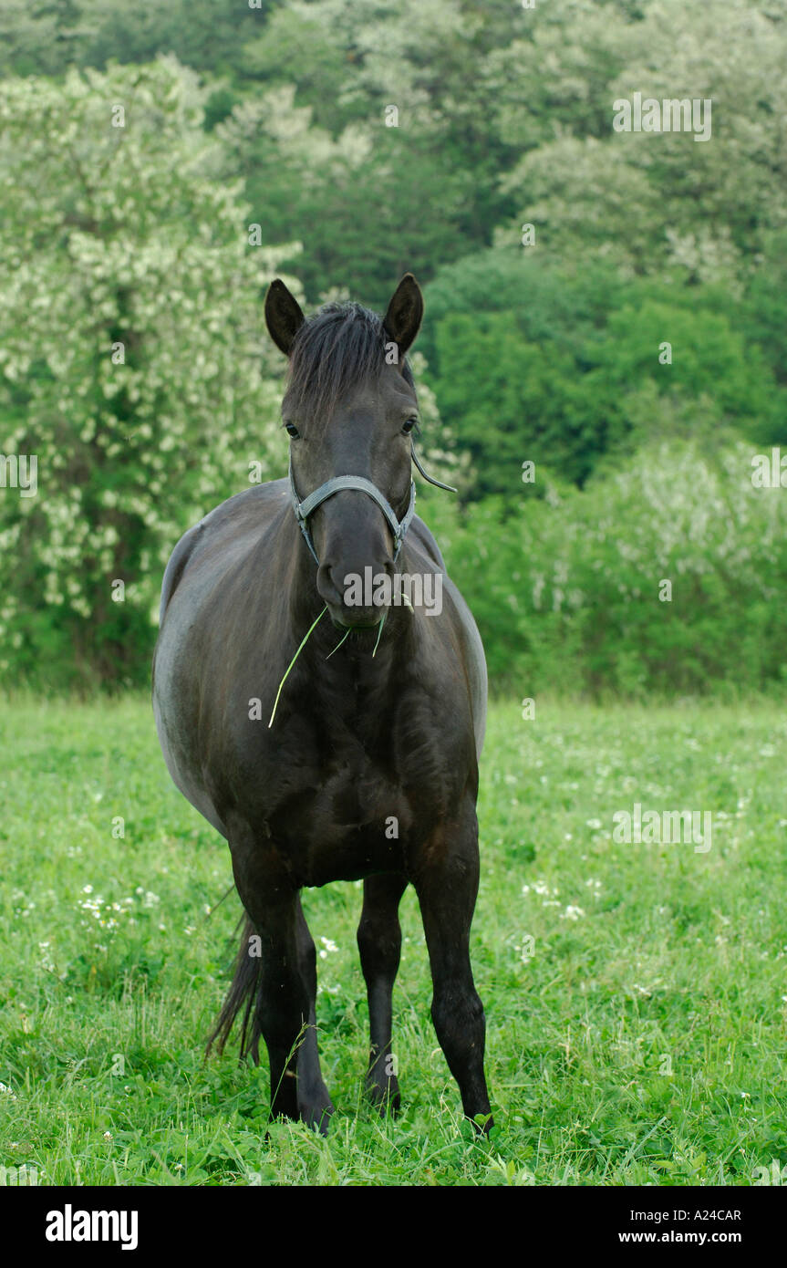 Nonius Horse Stock Photos & Nonius Horse Stock Images - Alamy