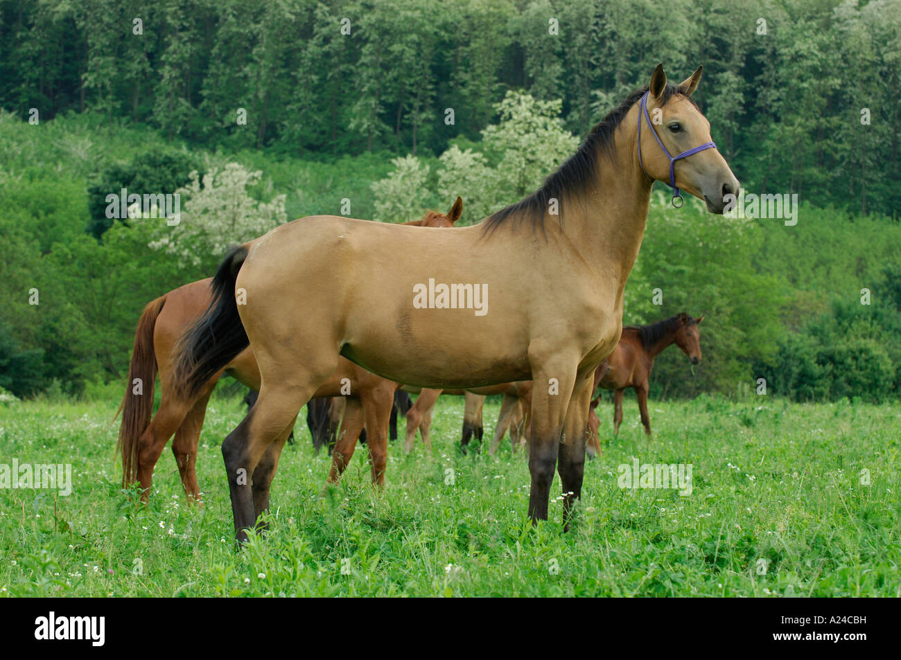 Ungarische Nonius Pferde Hungarian Nonius Horse Stock Photo - Alamy