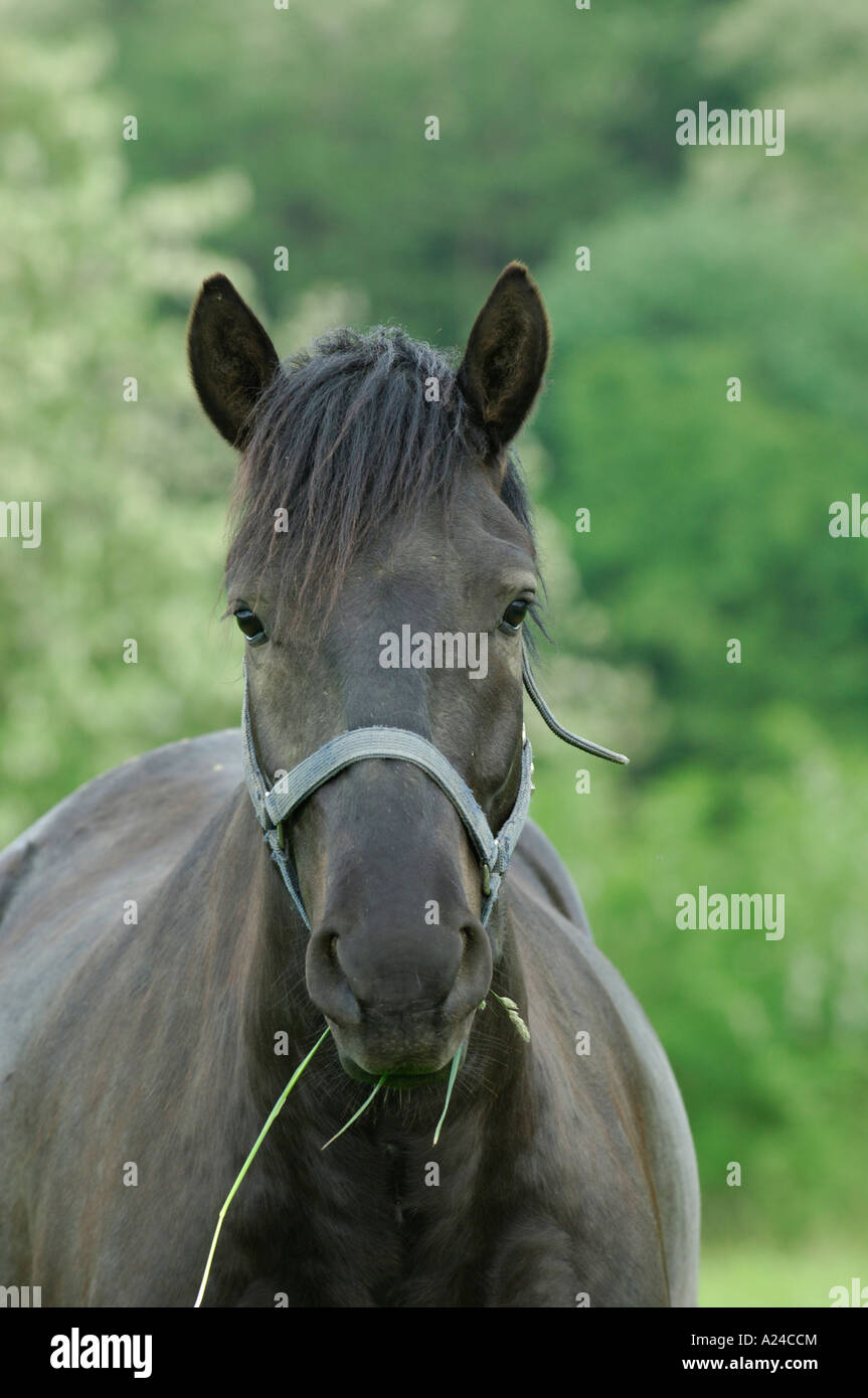 Nonius horse hi-res stock photography and images - Alamy