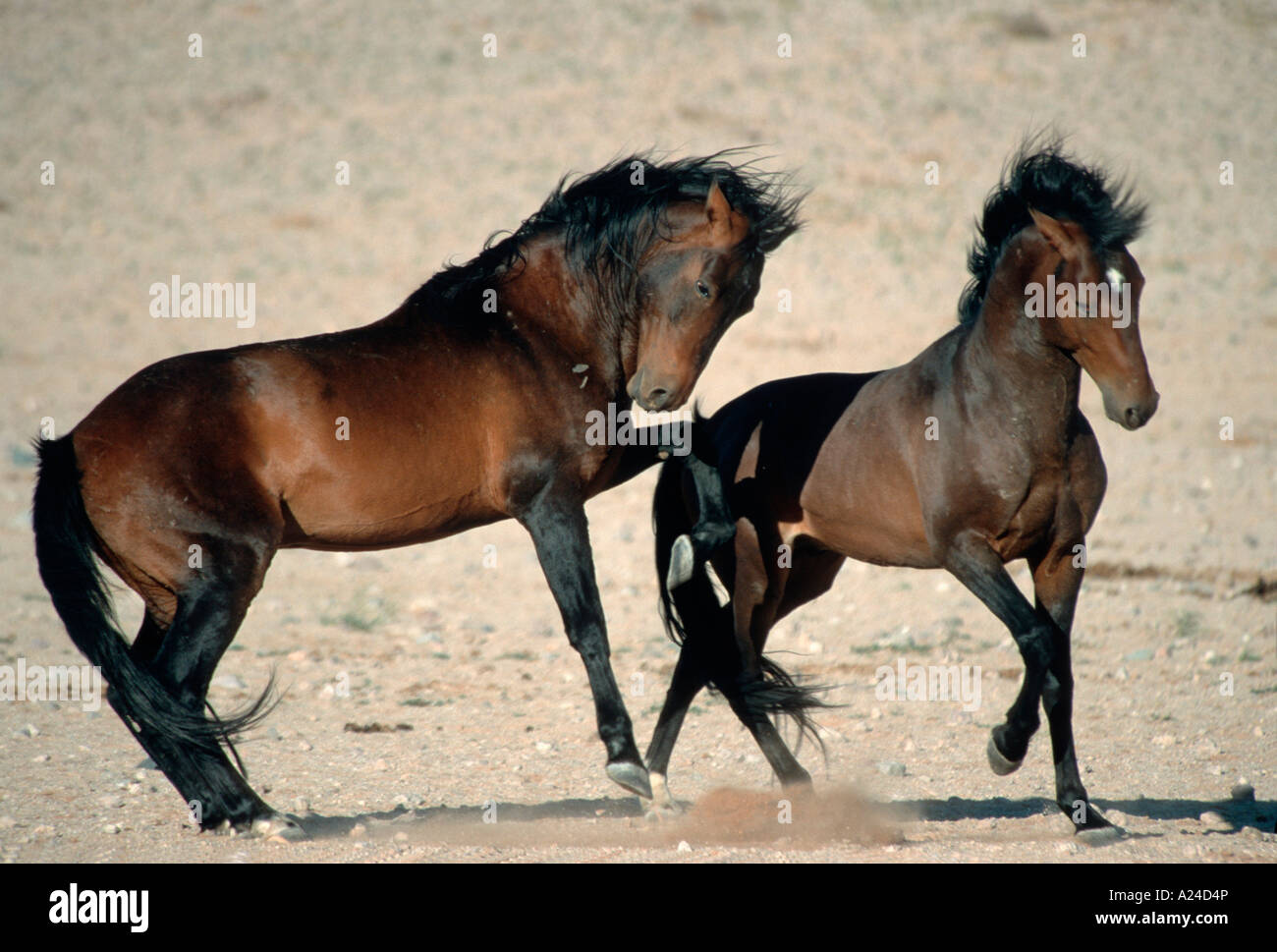 Namibische Wildpferde Wild Horses in Namibia Africa Stock Photo - Alamy
