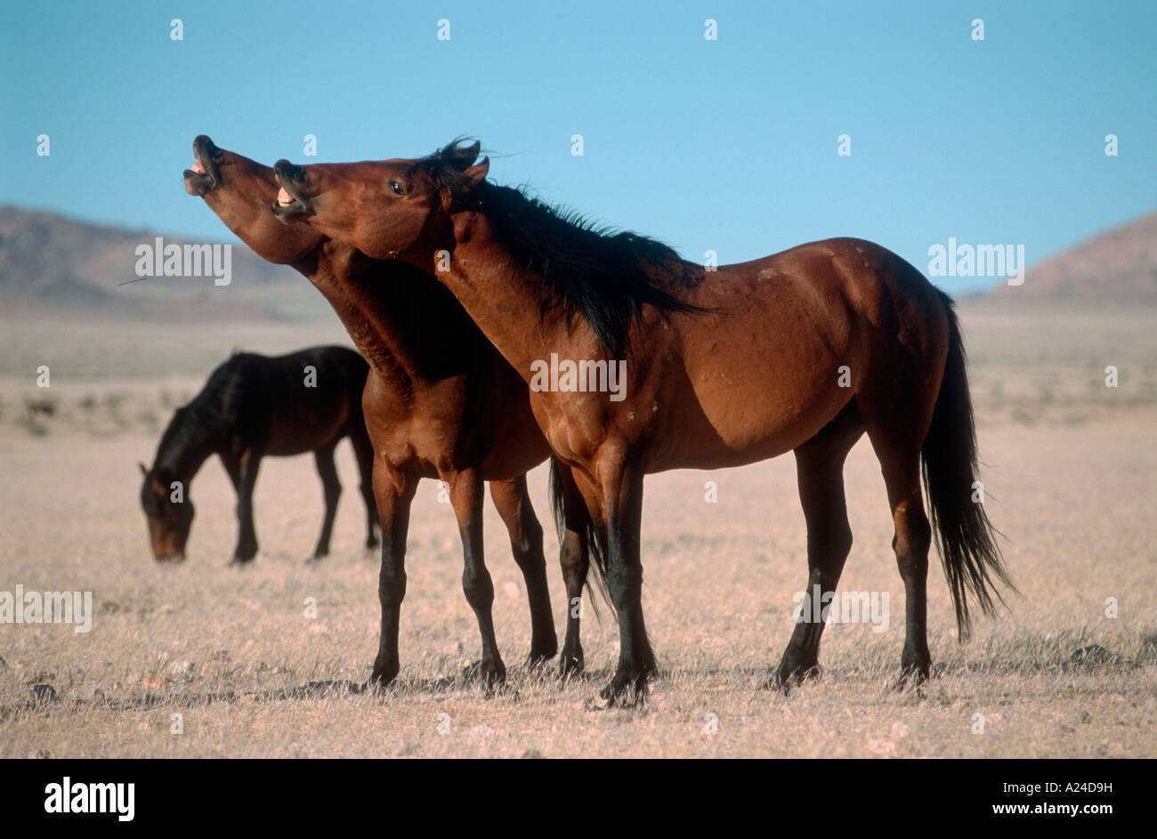 Namibische Wildpferde Wild Horses in Namibia Africa Stock Photo - Alamy