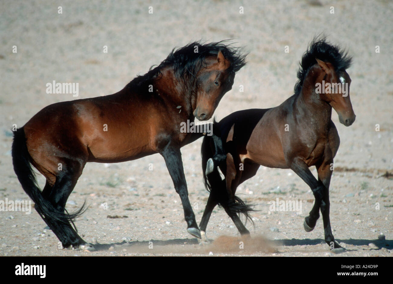 Namibische Wildpferde Wild Horses in Namibia Africa Stock Photo - Alamy