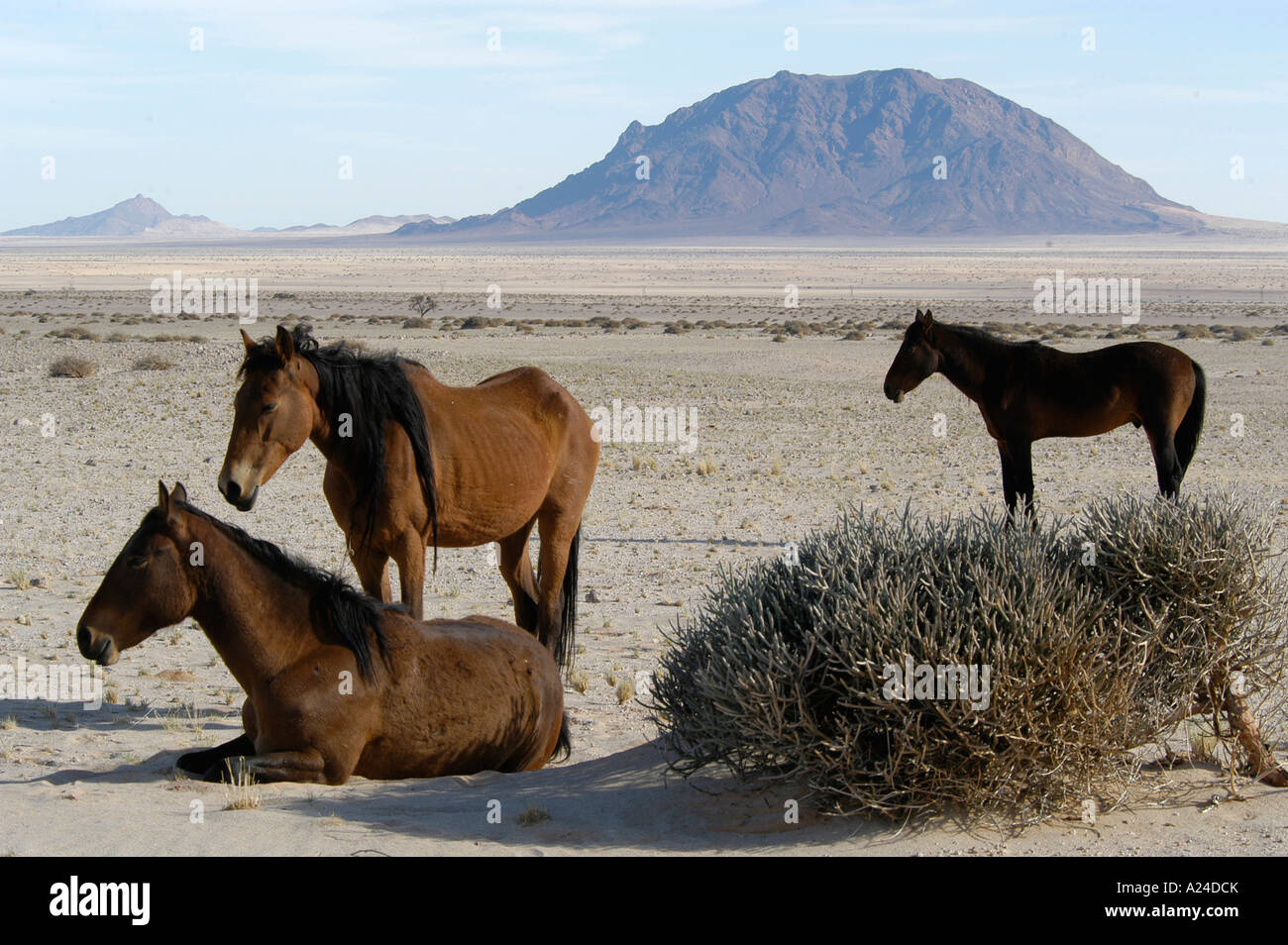 Namibische Wildpferde Wild Horses in Namibia Africa Stock Photo - Alamy