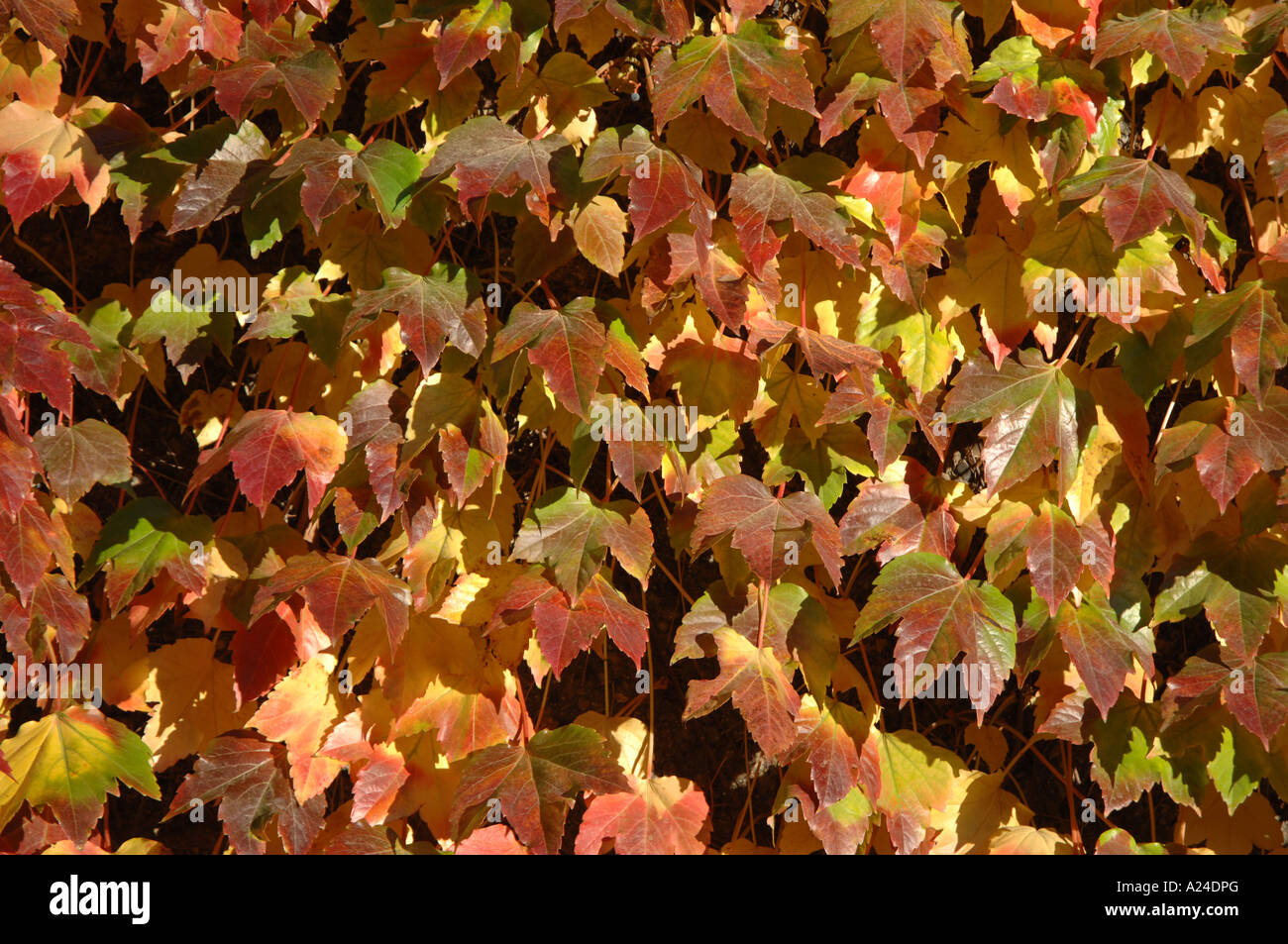 Repeating ivy hi-res stock photography and images - Alamy