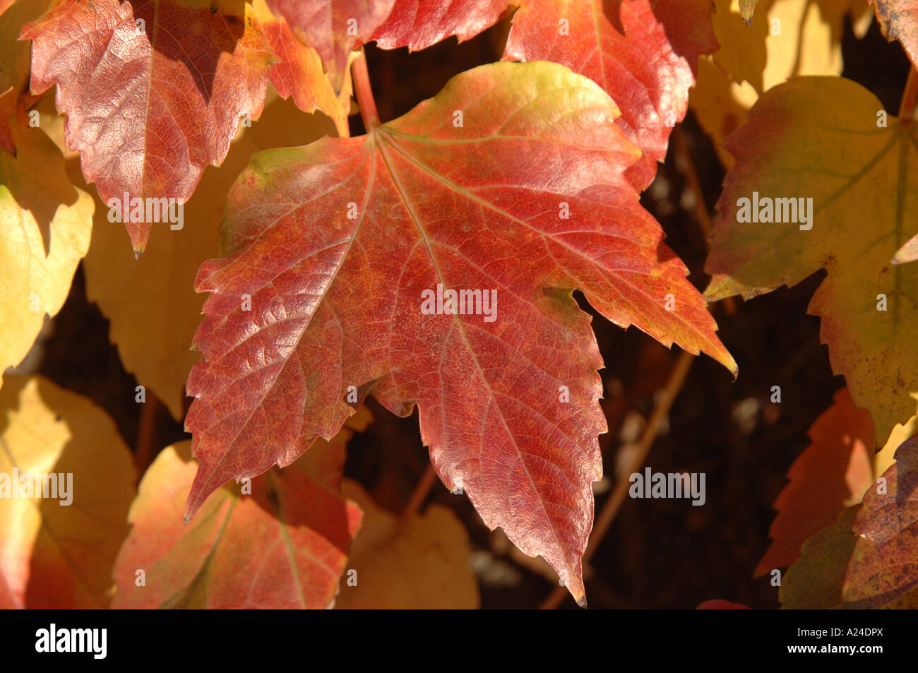 red ivy leaf Stock Photo - Alamy