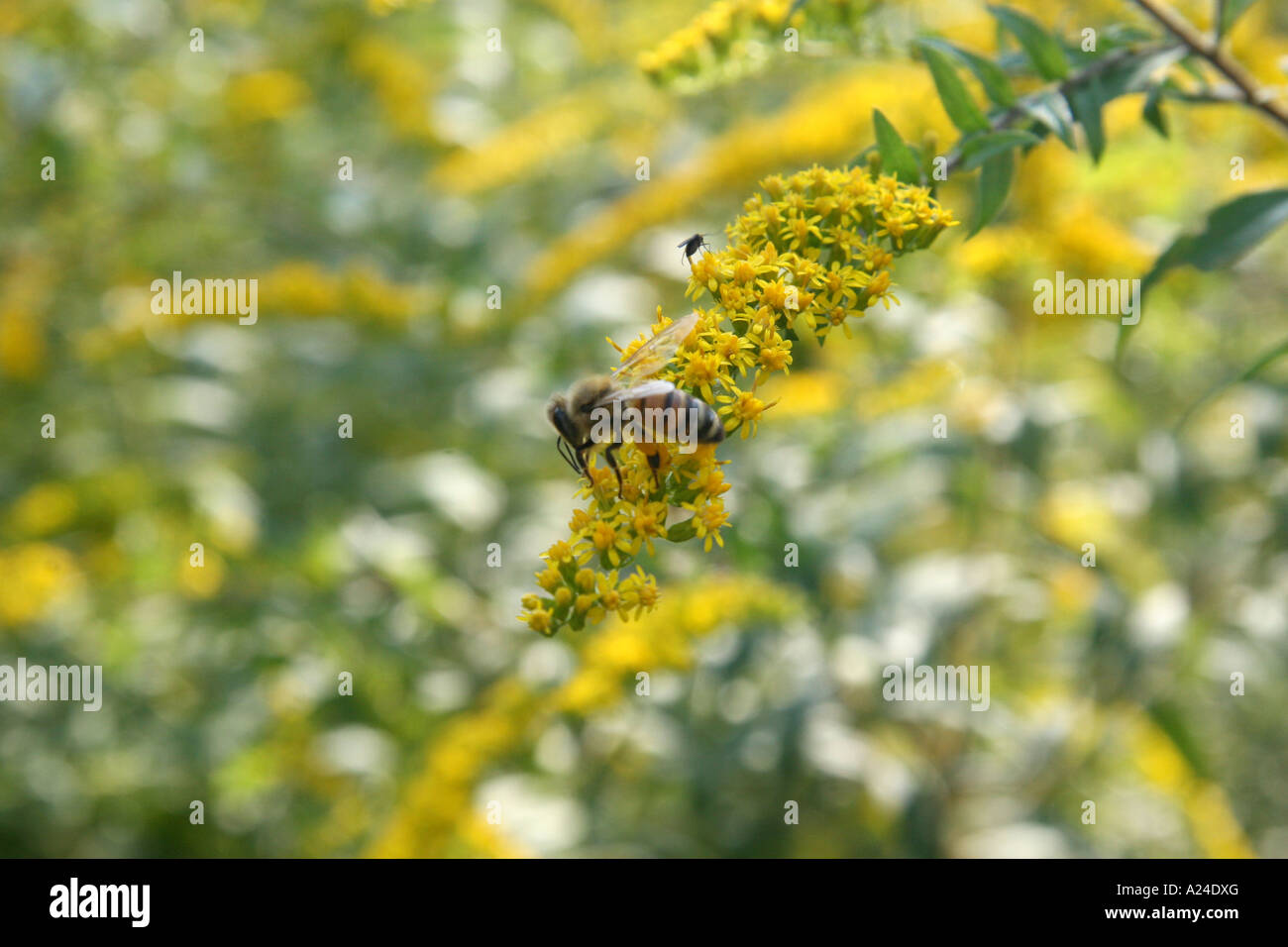 A honey bee and a small fly on a goldenrod flower Stock Photo - Alamy