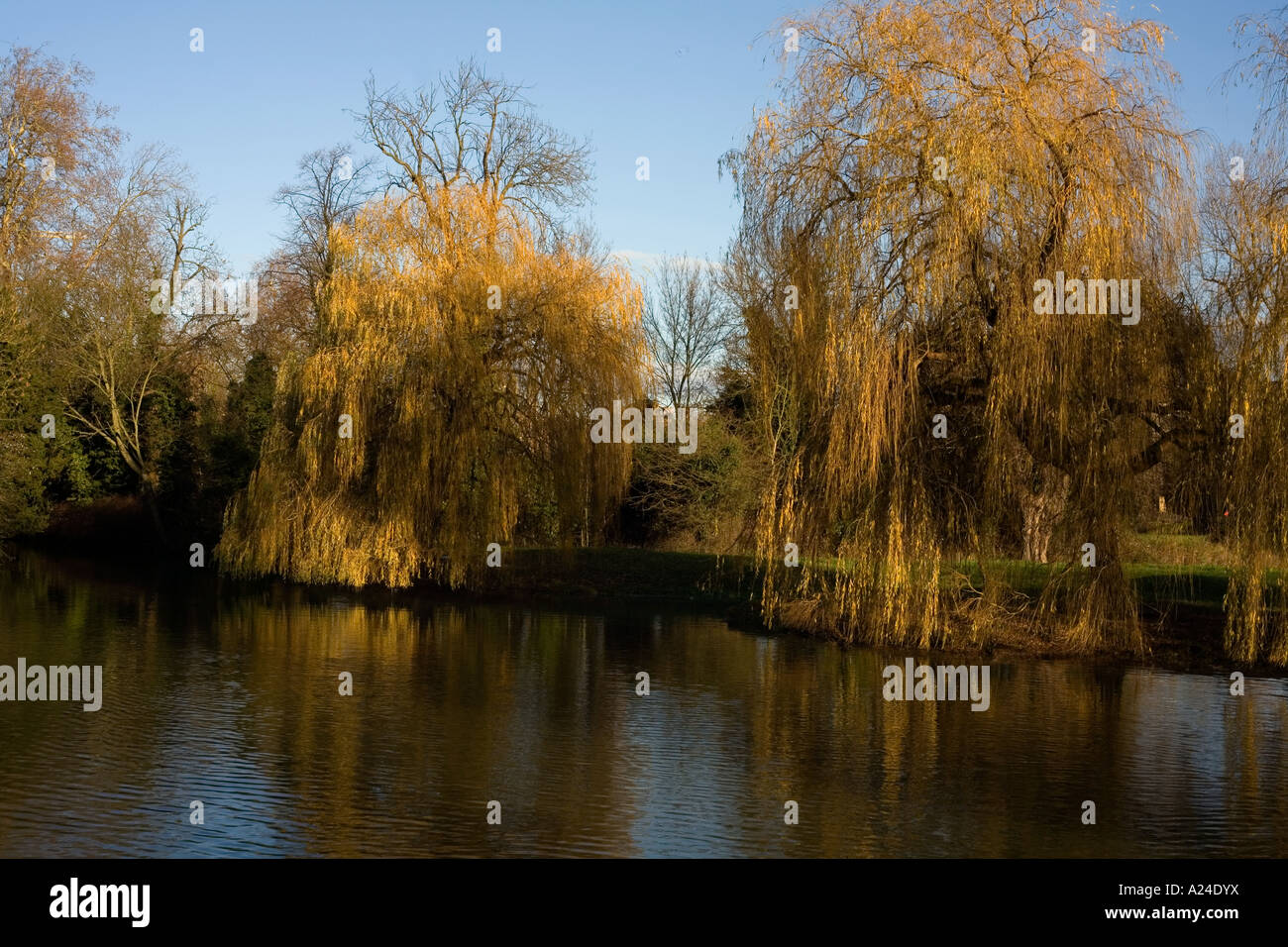 Trees overhanging river hi-res stock photography and images - Alamy