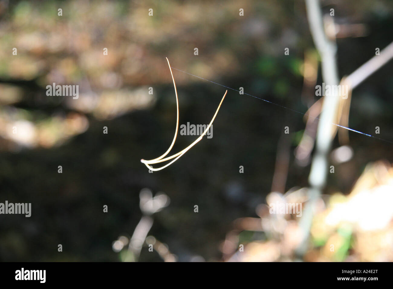 Spider dangling hi-res stock photography and images - Alamy