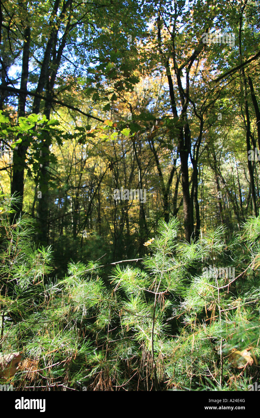 Secondary growth forest hi-res stock photography and images - Alamy