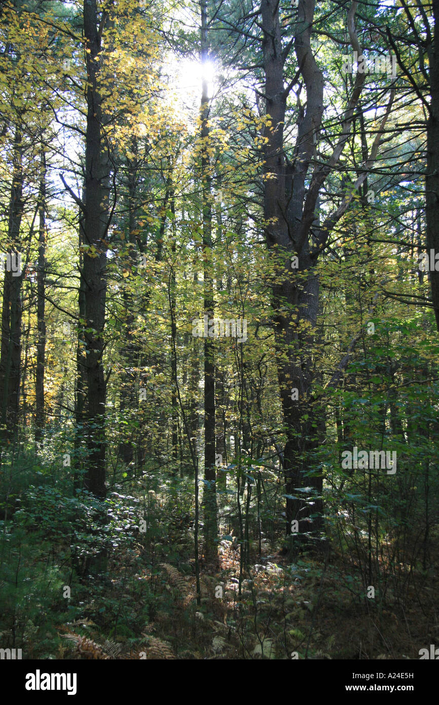 Secondary branches hi-res stock photography and images - Alamy